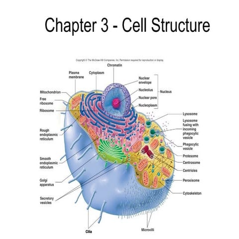 Cell | PPT