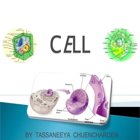 Cell | PPT