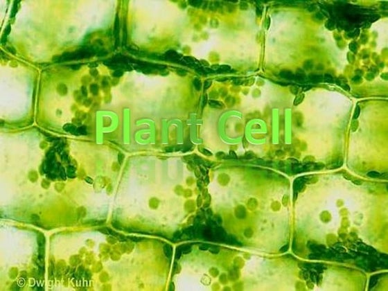 Cells of the six kingdoms | PPT | Biological Sciences | Science