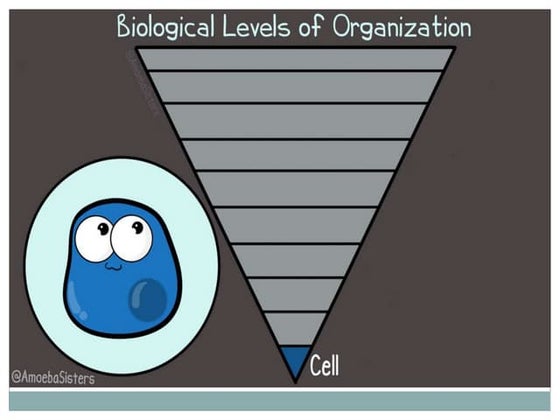 The Cell Presentation for Grade 7 | PPTX | Biological Sciences | Science