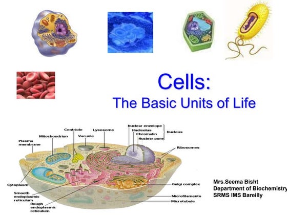 Cambridge IGCSE Biology Cells Structures & Functions.pptx | Biological Sciences | Science