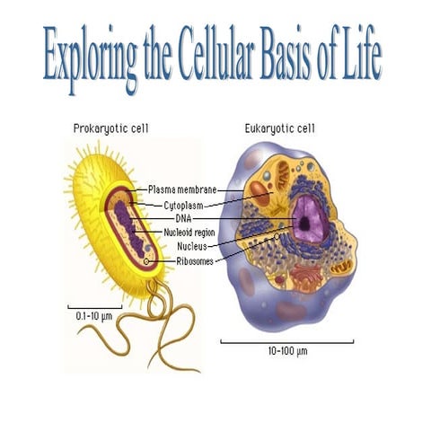 Cell Biology | PPT