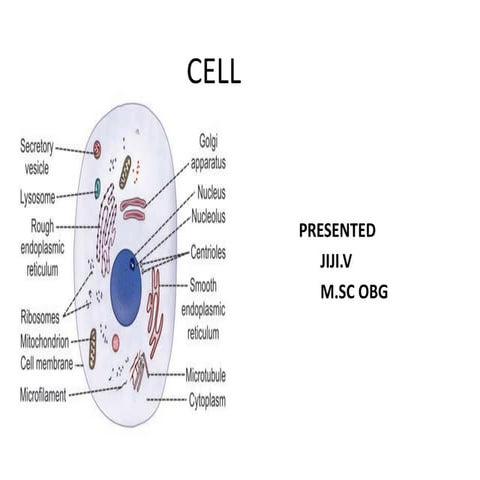 human cell and function | PDF