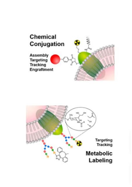 Fut8 Knockout CHO Cell Line.pdf