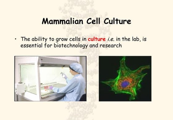 Animal cell culture media | PPTX