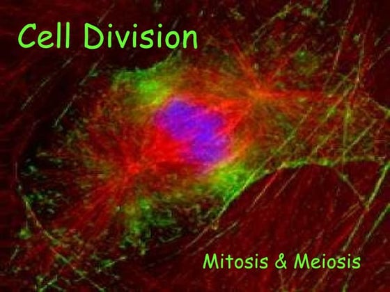Mitosis powerpoint | PPT | Needlework | Arts and Crafts