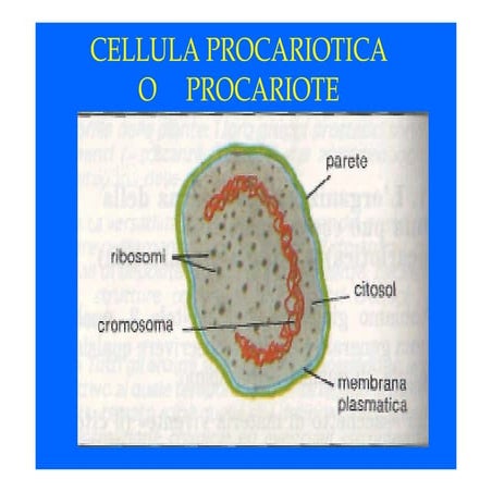 Il DNA: struttura, funzione e replicazione | PPTX