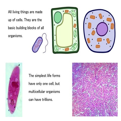 cells-tissues-organs-and-systems OF BODY.ppt