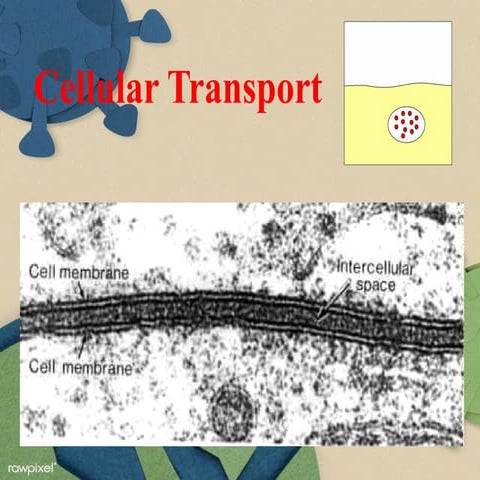 Cell-Transport-Powerpoint_Bio chem 10001 | PPT