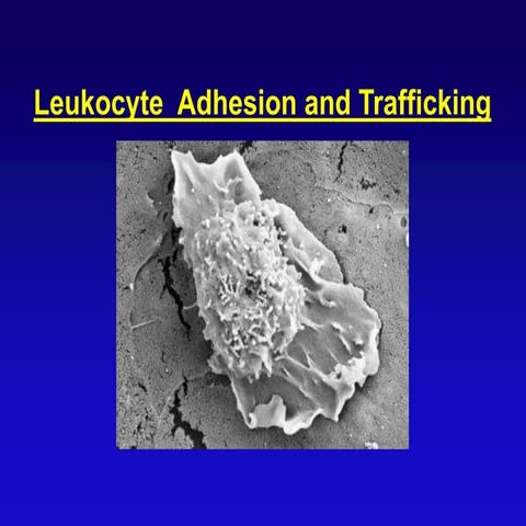 Cell Adhesion in Leukocyte Trafficking_MS_012915.ppt