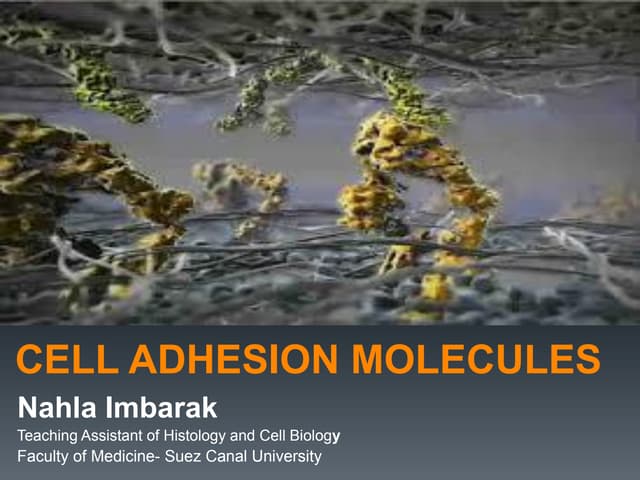 Cell adhesion molecules | PPTX