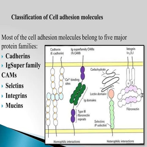 cell adhesion molecules role in inflammation | PPTX