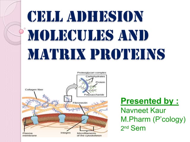 EXTRACELLULAR MATRIX AND ITS COMPONENTS | PPTX