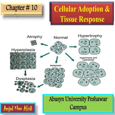 Cell Atrophy