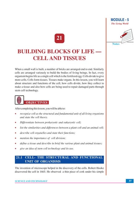 Xylem and phloem lesson 2 | PPT
