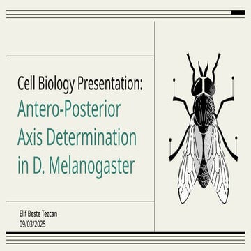 anteroposterior axis development drosophila | PPT
