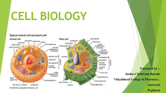 Cell and cell organelles | PPTX