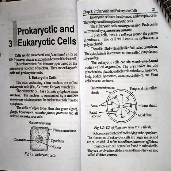 cell biology notes.pdf