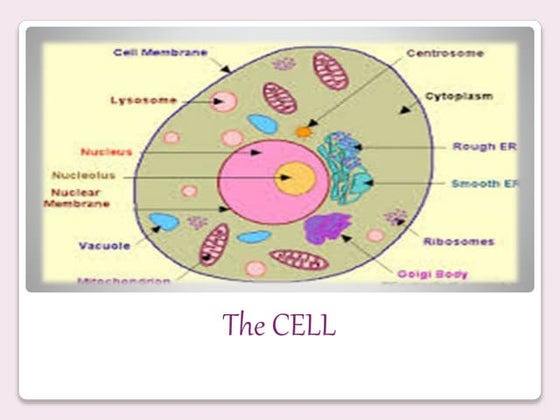 Cell Membrane Ppt Pptx