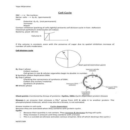 Cell Cycle | PDF