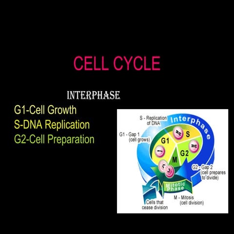 Cell Cycle | PPT