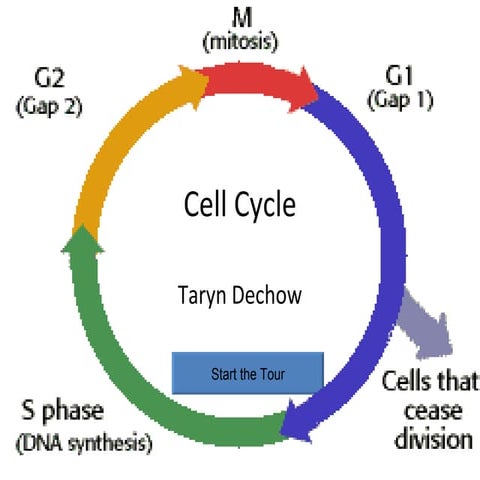 Cell Cycle | PPT | Biological Sciences | Science
