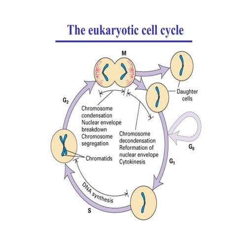 Cellcycle | PDF | Biological Sciences | Science