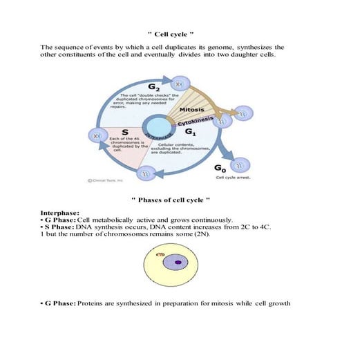 Cell cycle | DOCX
