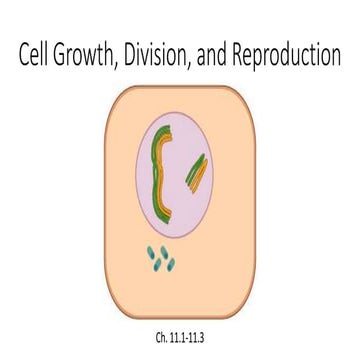 Cell Cycle Pptx