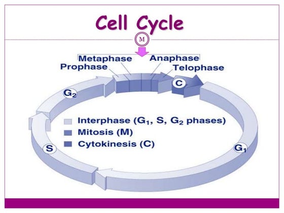 Actively dividing eukaryote cells pass through a series of stages kn.pdf