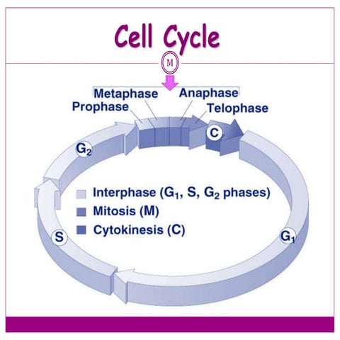 08 The cell cycle