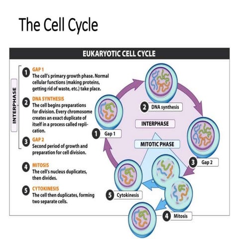 Cell cycle | PPTX