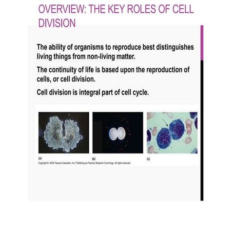 MITOSIS AND MEIOSIS (cell division) | PPTX