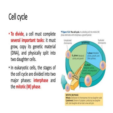 Cell cycle.pptx