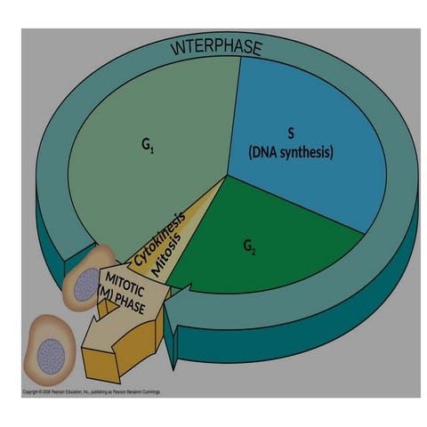 cell cycle( science ) pptx .............. | PPTX
