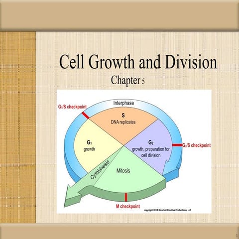 Cell Cycle: Meiosis and Mitosis and More | PPTX