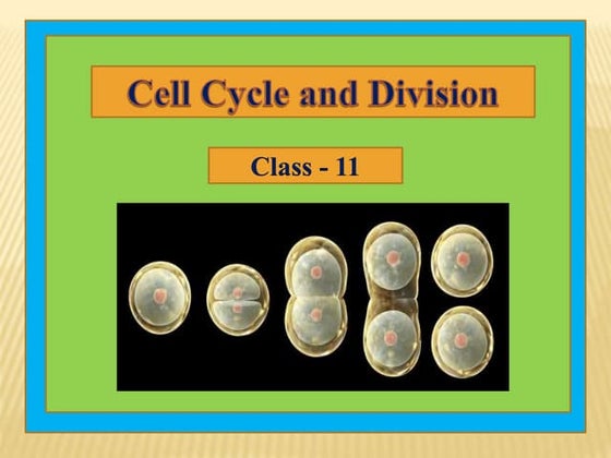 Human cell division | PPT