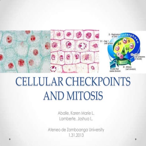 Cell cycle and mitosis | PPTX