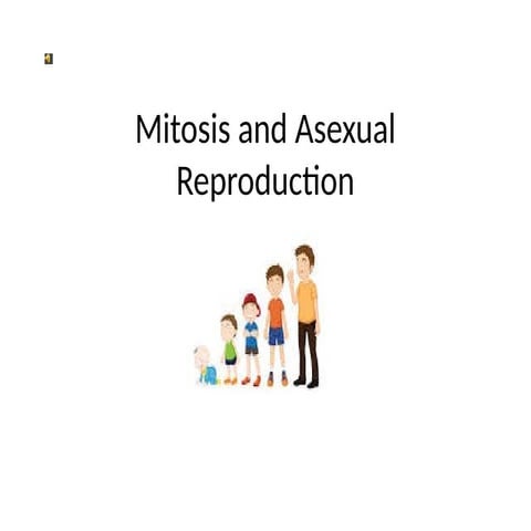 Mitosis powerpoint | PPT