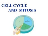 Presentation on cell cycle | PPT