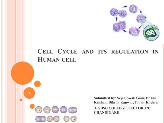 Cell cycle and it's regulation seminar . | PPT