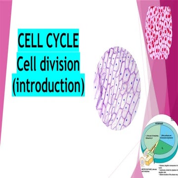 CELL CYCLE CELL DIVISION - mitosis and meiosis comparison and cell ...
