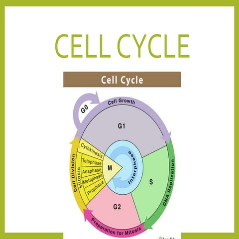 Cell cycle in full detail study including literature review | PPT