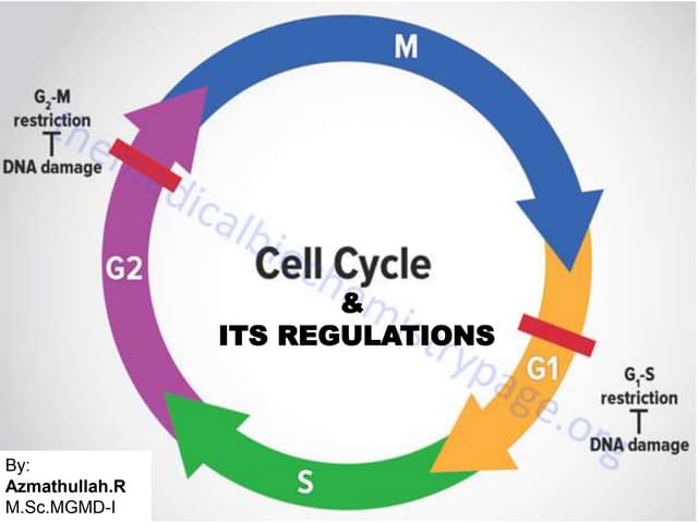 Cell cycle regulation ppt | PPTX