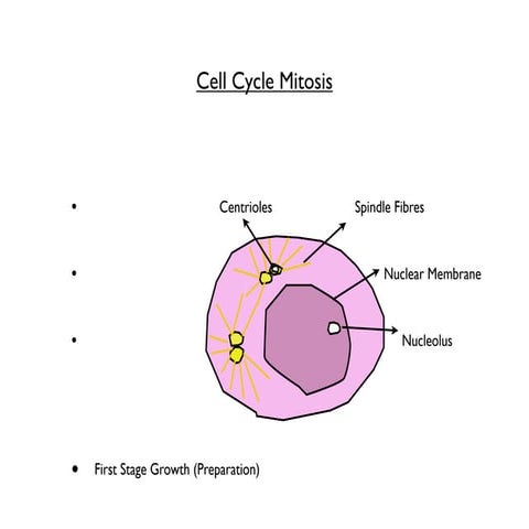 Cell cycle mitosis | KEY