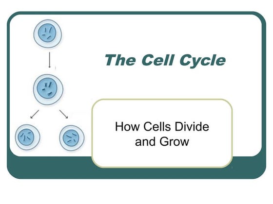 07 Mitosis | PPT