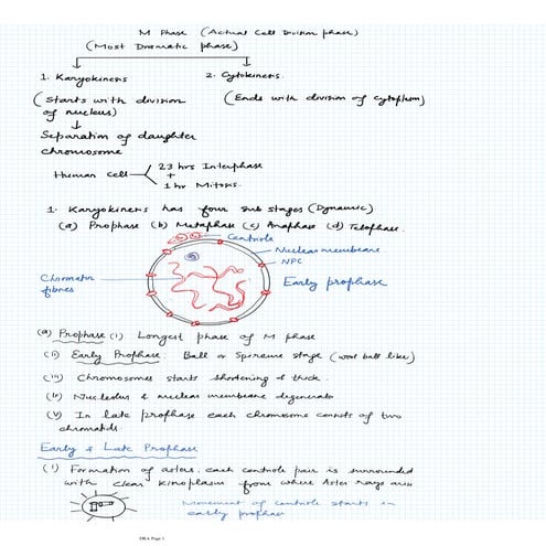 Cell cycle mitosis | PDF