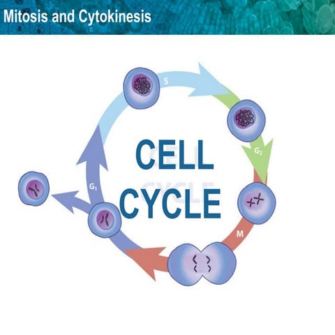 CELL CYCLE meiosis.pptxCell cycle mitosis.pptx