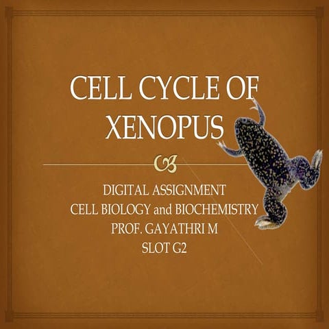 Cell cycle of Xenopus | PPTX