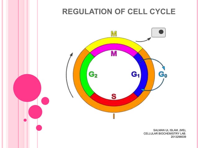 Cell Cycle Regulation Ppt Pptx